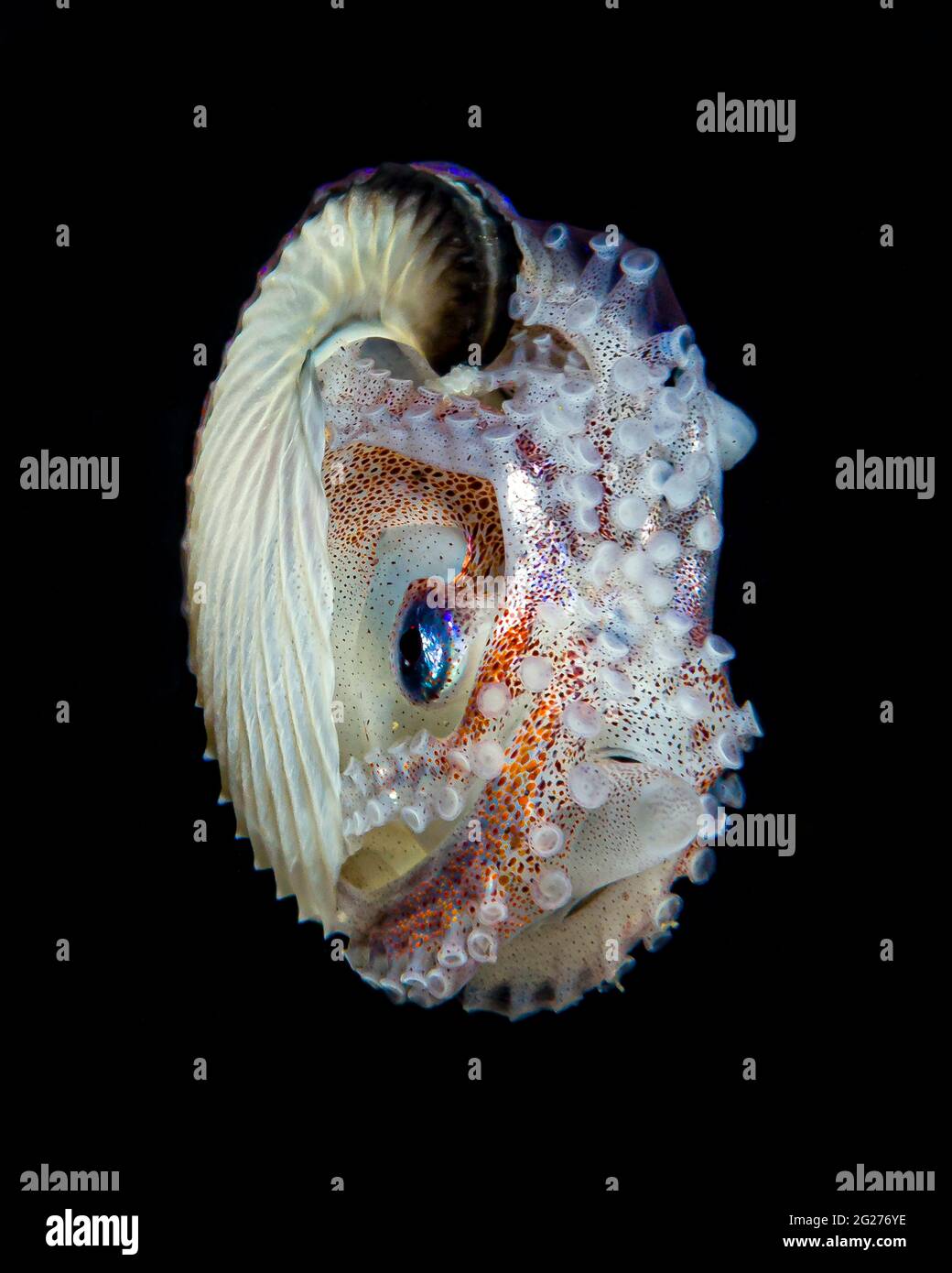 Argonauta hi-res stock photography and images - Alamy