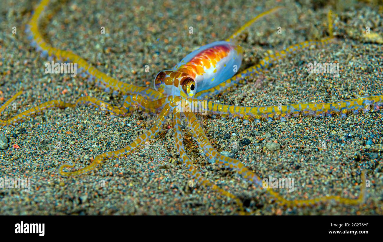 Cryptic wunderpus octopus Stock Photo - Alamy