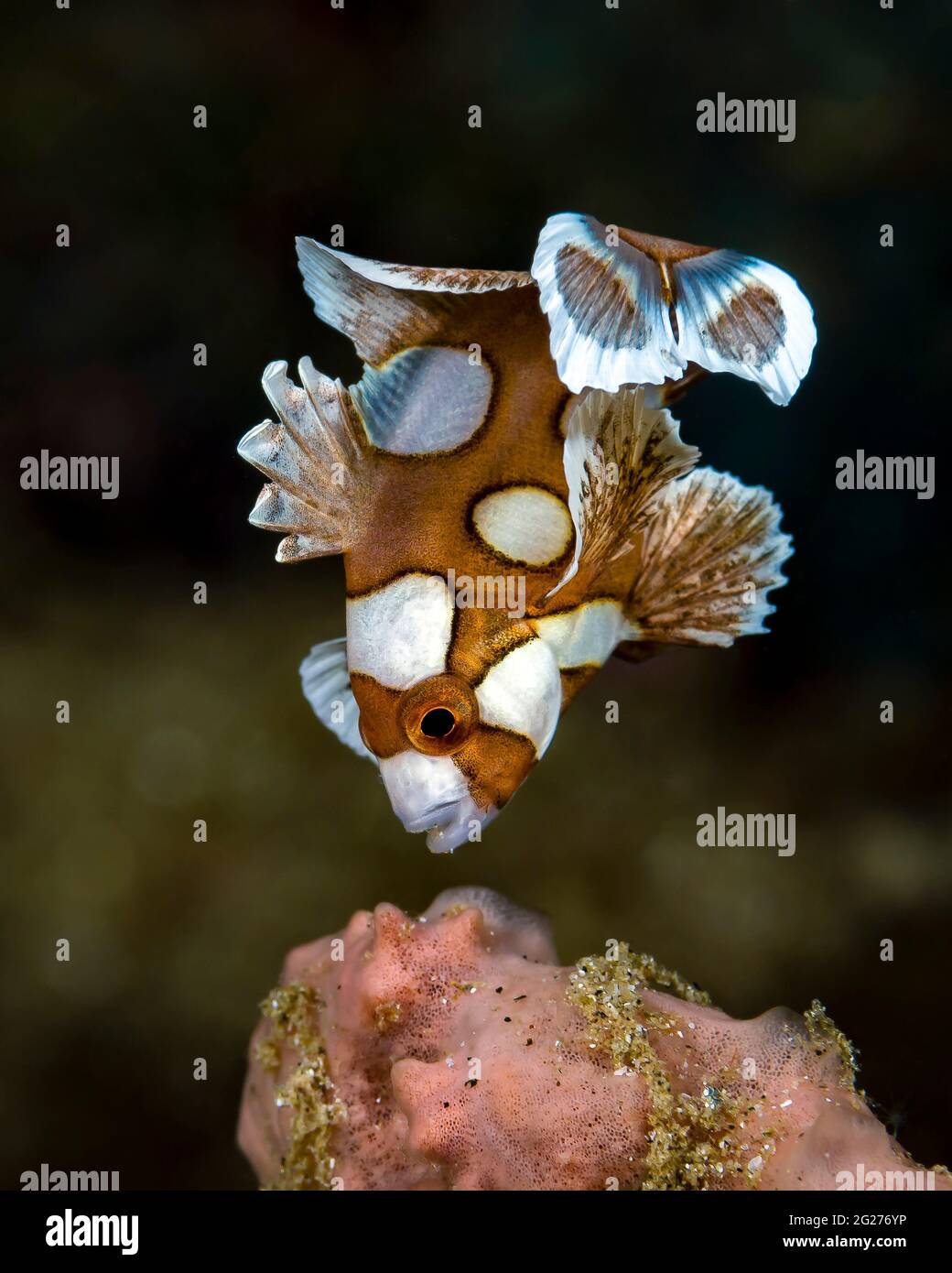 A juvenile many-spotted sweetlip fish (Plectorhinchus chaetodonoides ...