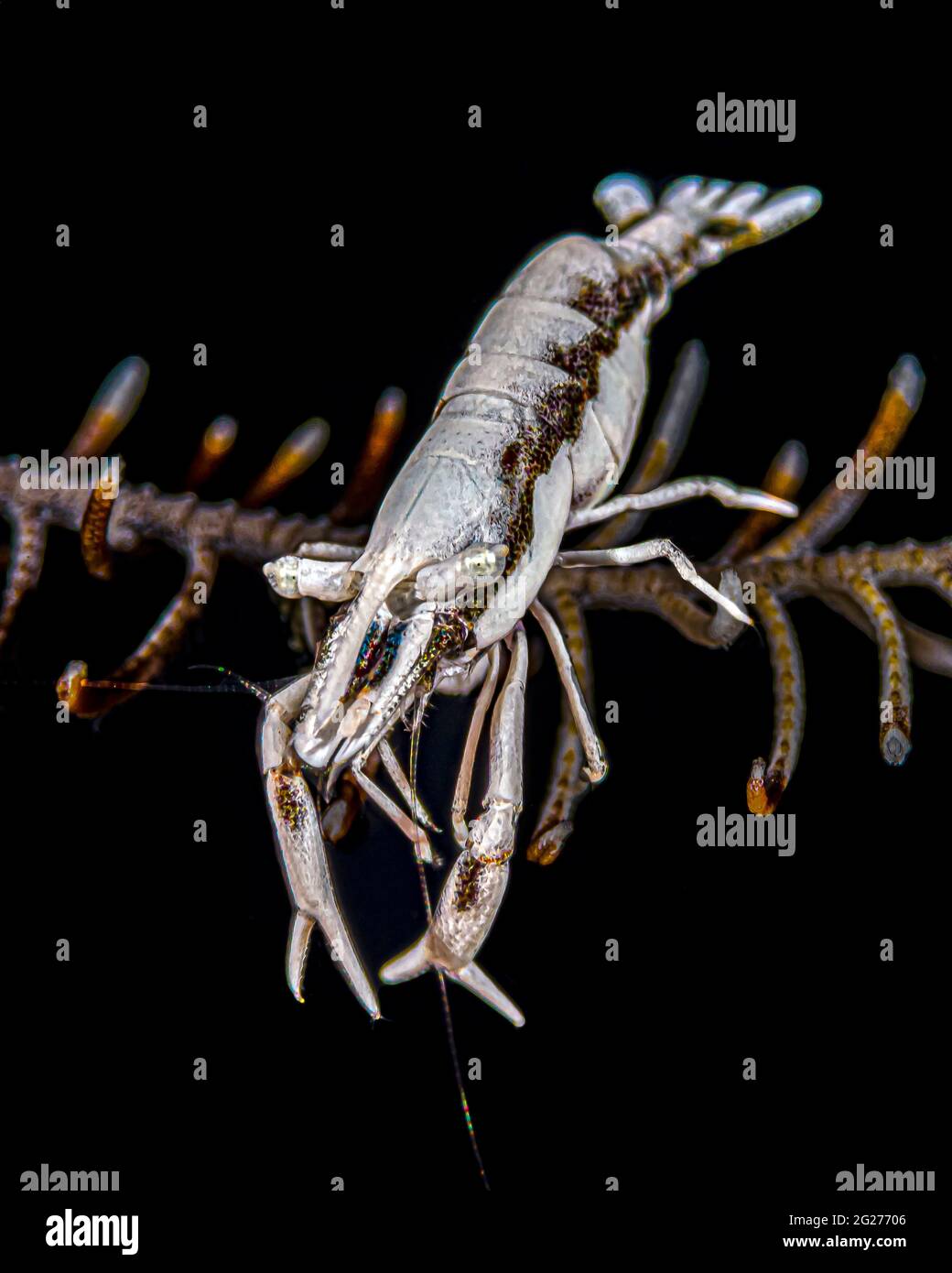 Comanthus crinoid shrimp hi-res stock photography and images - Alamy
