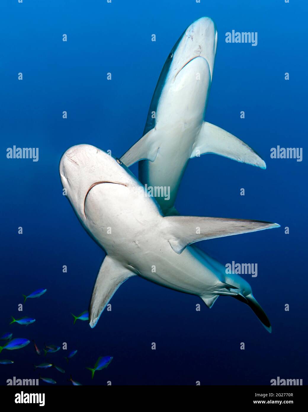 Shark underside underneath sharks hi-res stock photography and images ...