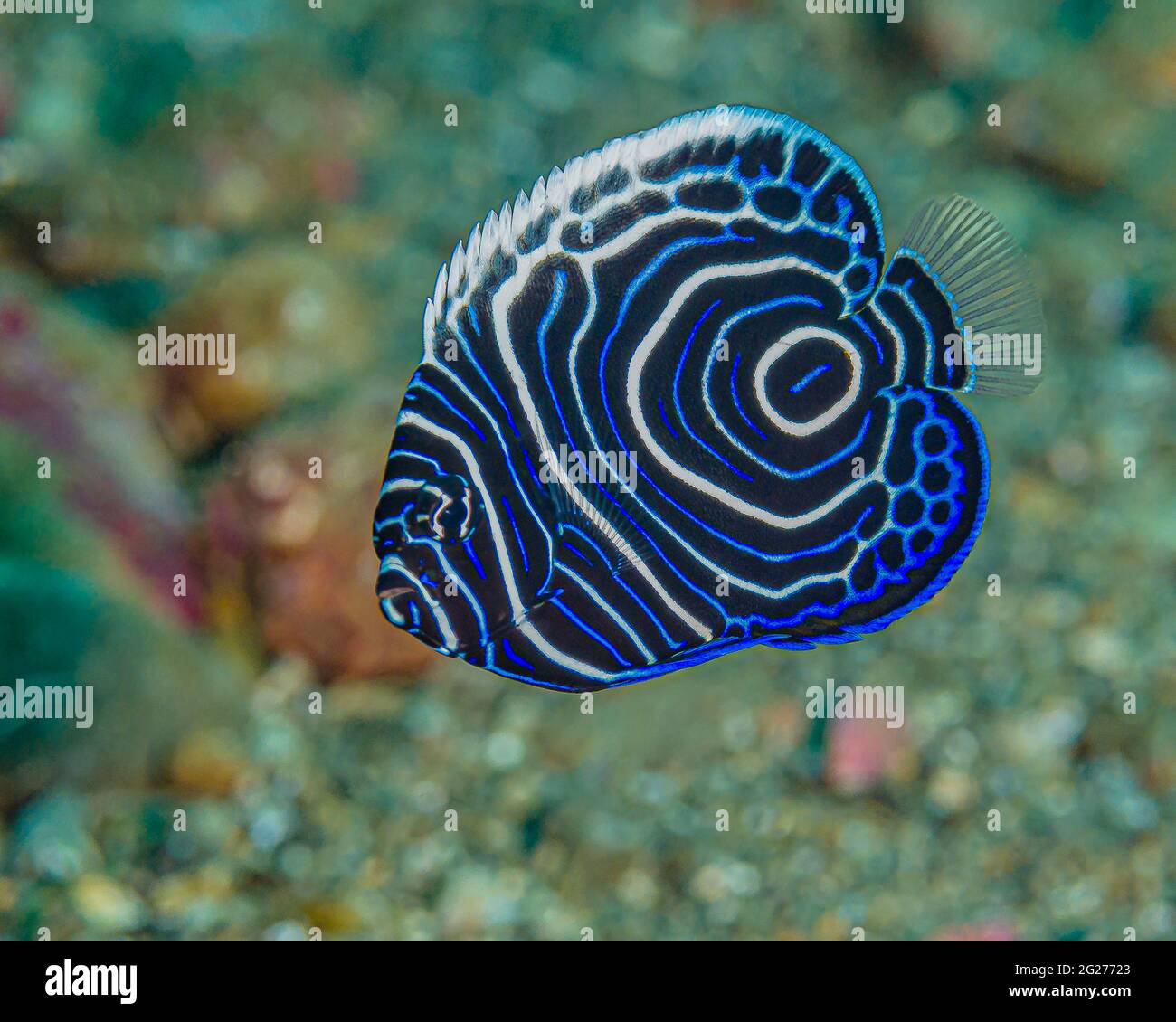 Blue Ring Angelfish Juvenile