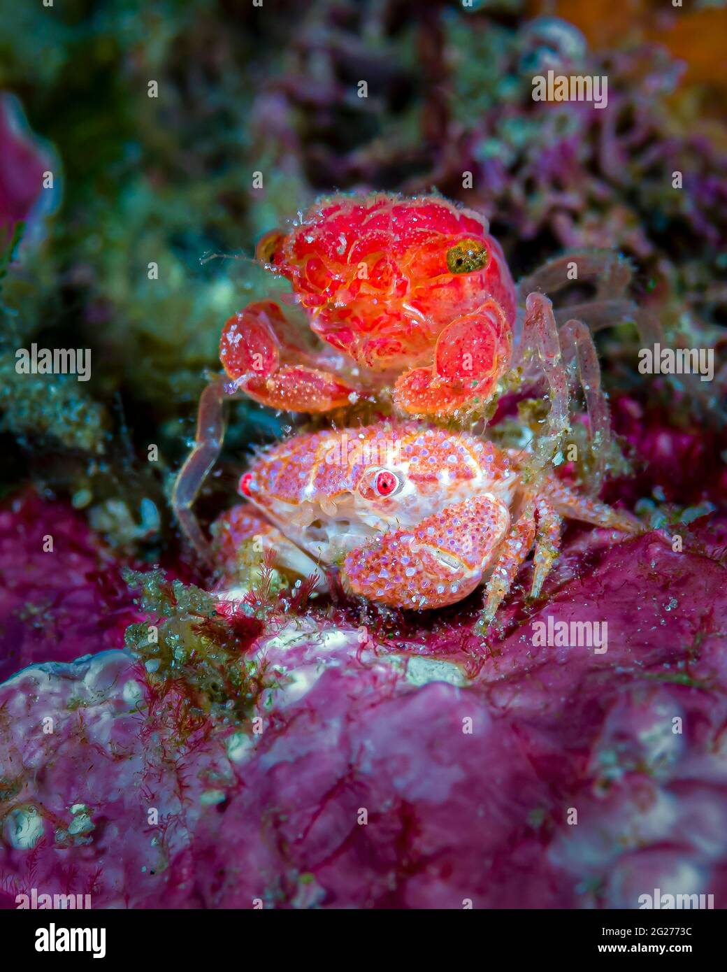 A pair of mating Corrugated Liomera crabs (Liomera rugata), Indonesia ...