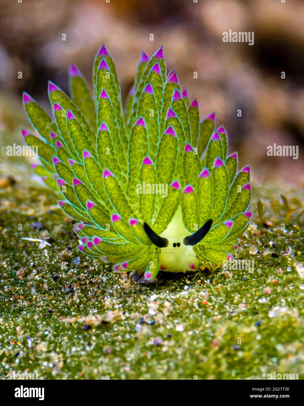 Sap sucking sea slugs hi-res stock photography and images - Alamy