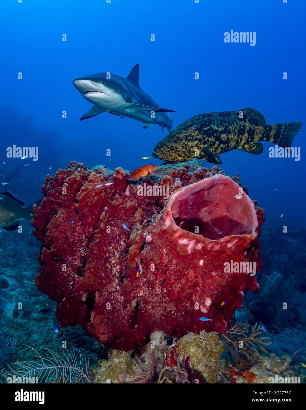 Giant barrel sponge hi-res stock photography and images - Alamy