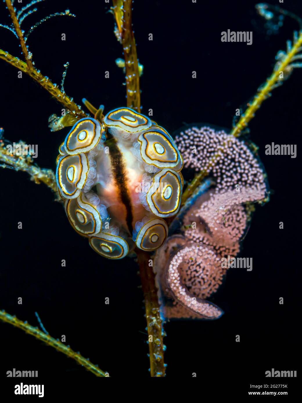 Donut Doto (Doto greenamyeri) laying eggs Stock Photo - Alamy