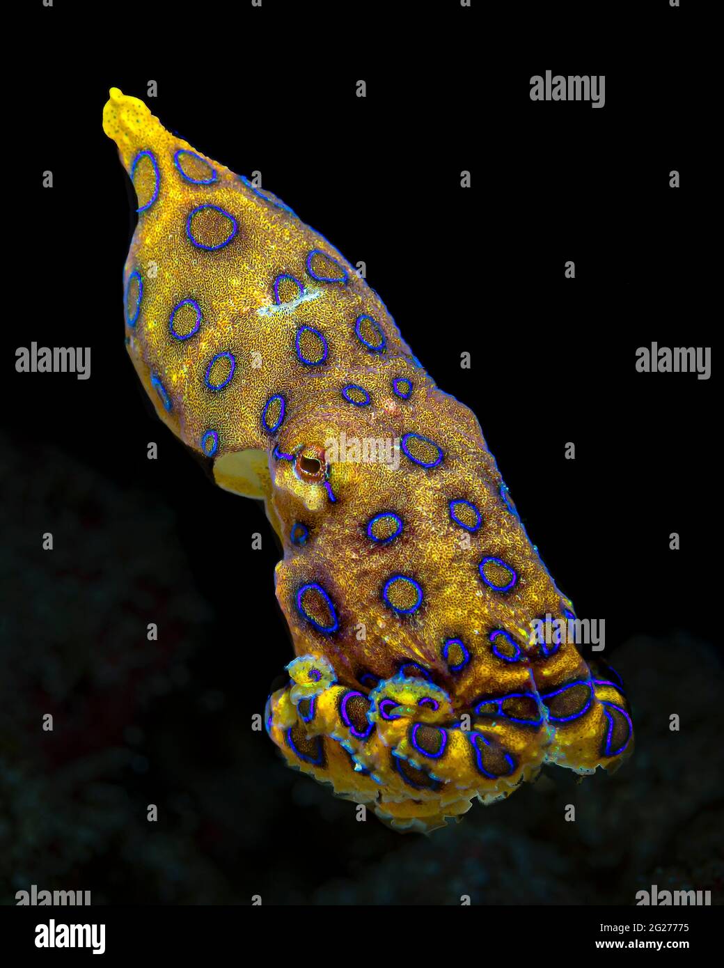 Free swimming octopus hi-res stock photography and images - Alamy