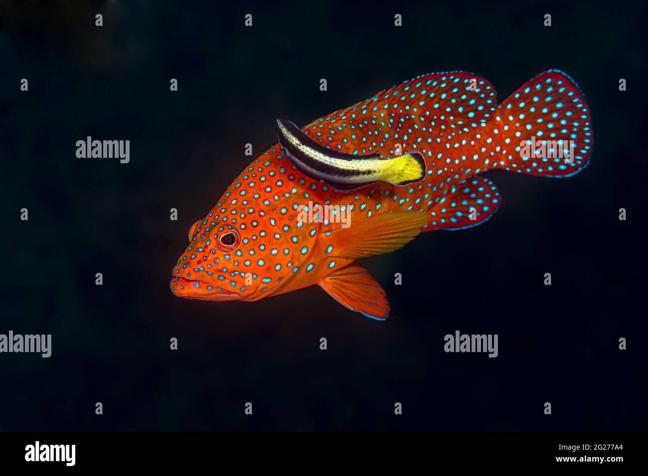 A longspine grouper being cleaned by a cleaner wrasse Stock Photo - Alamy