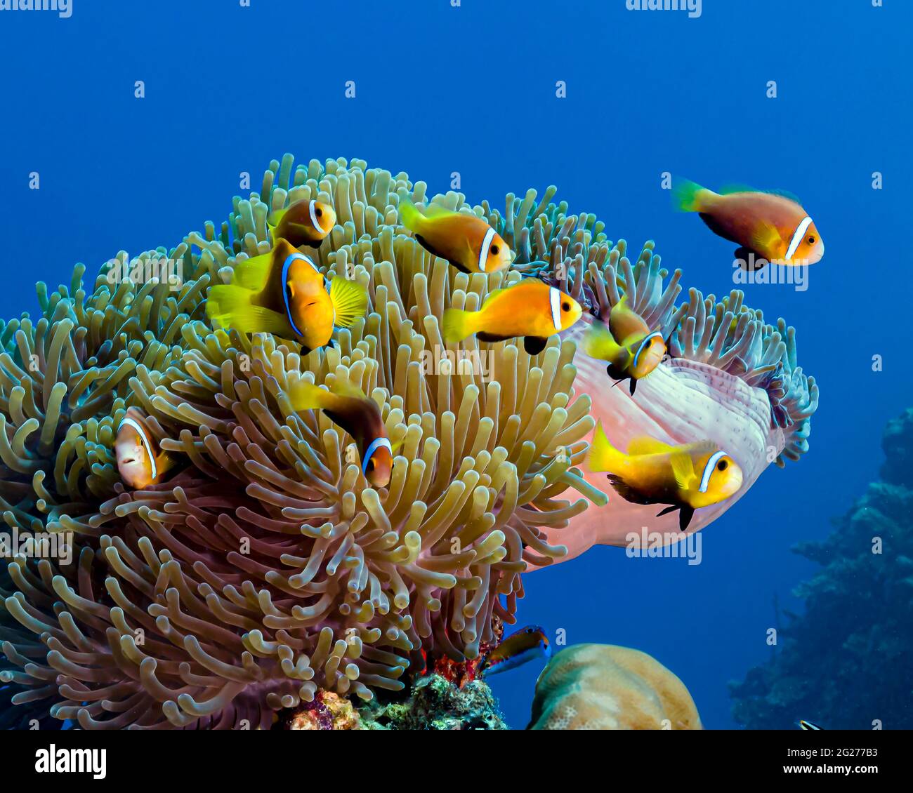 Maldive anemonefish hi-res stock photography and images - Alamy