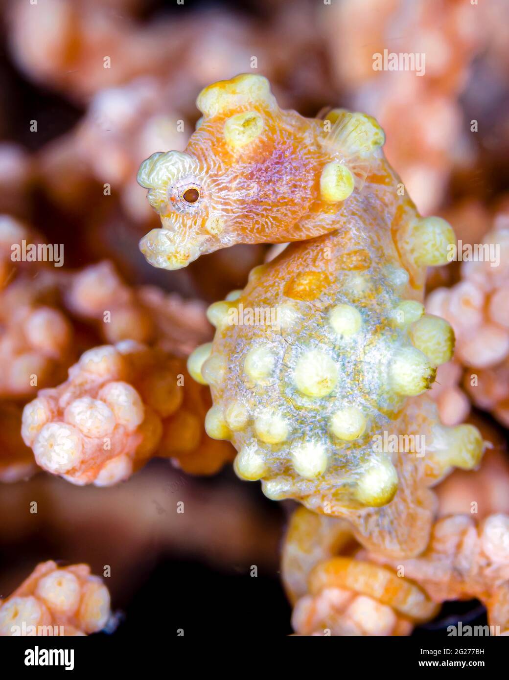 Pygmy Seahorse Drawing