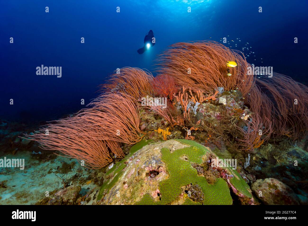 Reef scene with diver in Kimbe Bay, Papua New Guinea Stock Photo - Alamy