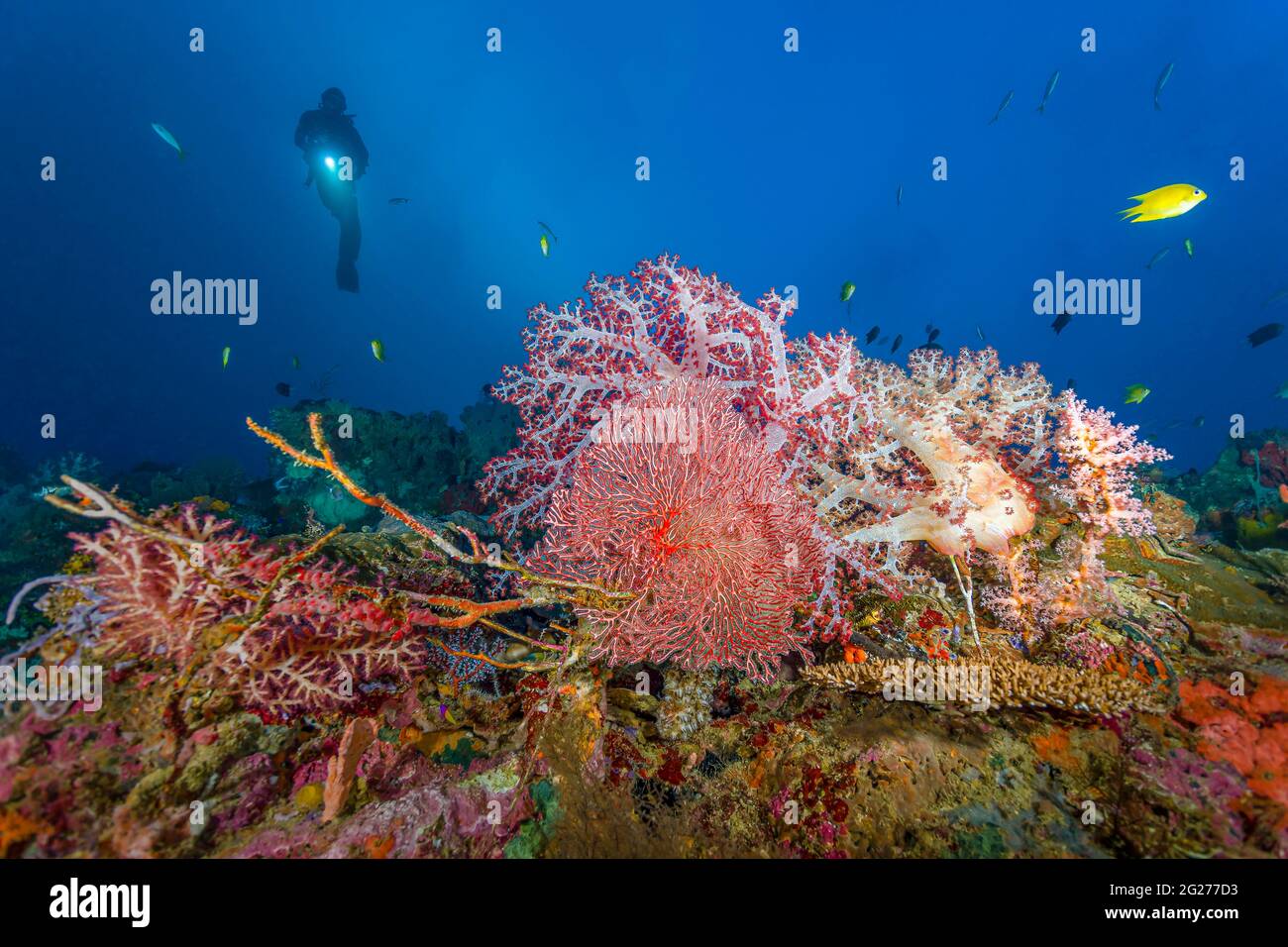 Reef scene with diver in Kimbe Bay, Papua New Guinea Stock Photo - Alamy
