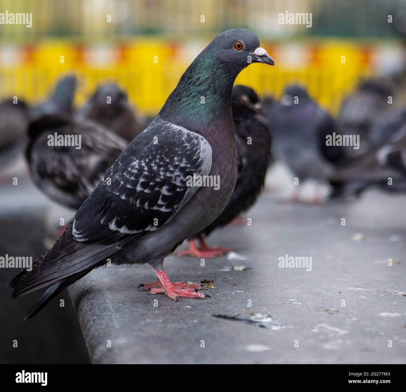 Closeup of a mass of pigeons on the streets with sunlight falling on ...