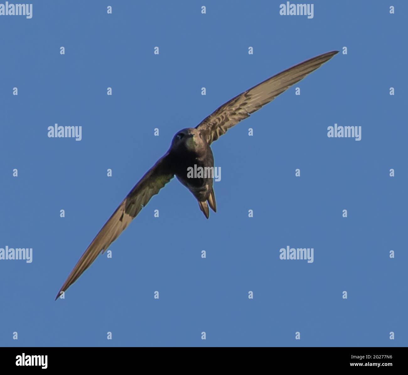 Common swift bird in flight with spread wings under a clear blue sky on ...