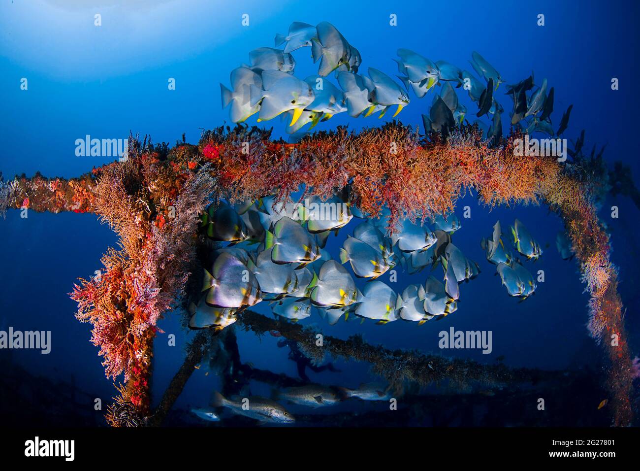 Orbic batfish hi-res stock photography and images - Alamy