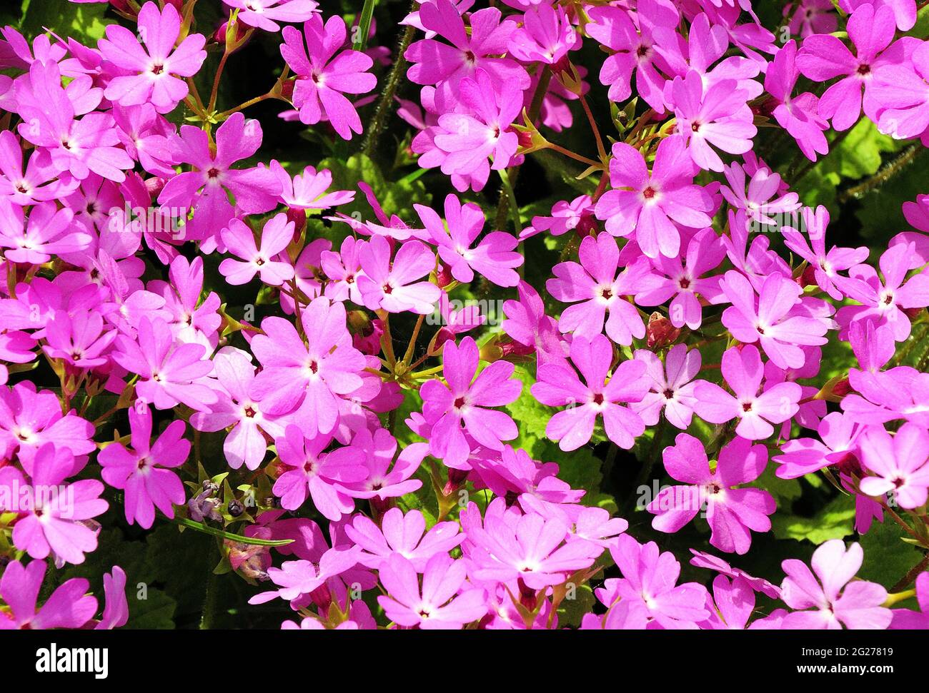 Diversity of violets hi-res stock photography and images - Alamy