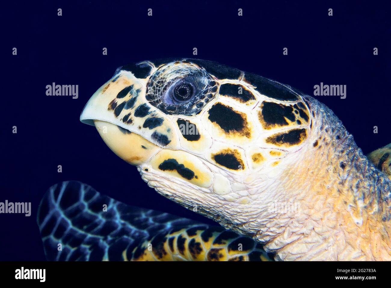 Sea Turtle Head Top View