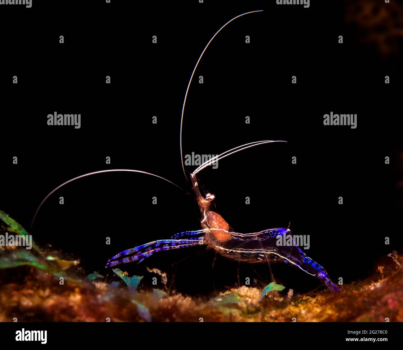 Pederson cleaner shrimp (Ancylomenes pedersoni), Bonaire Stock Photo ...