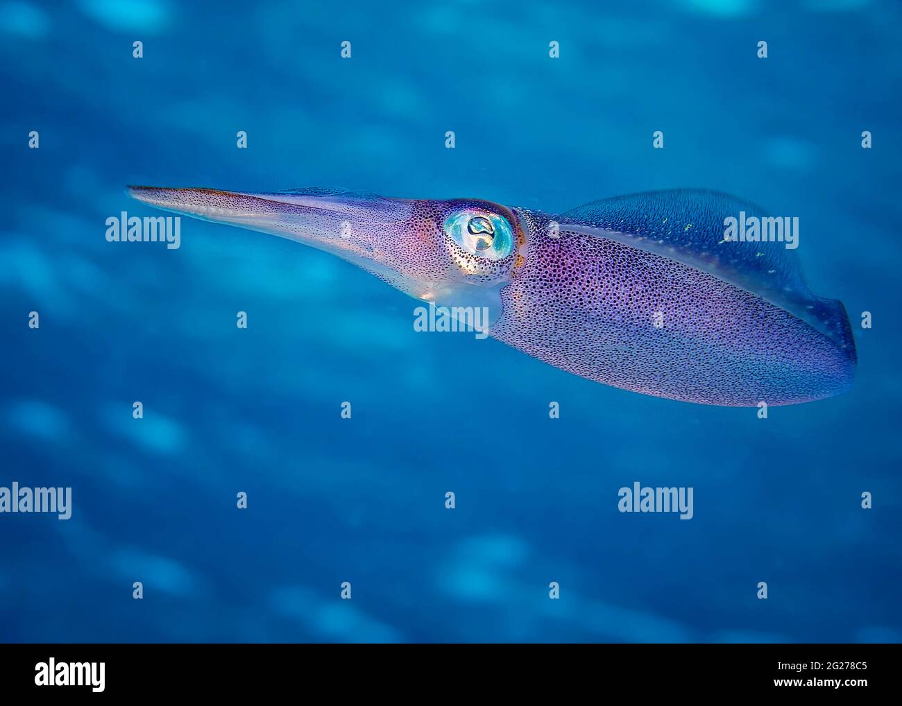 Myopsida squid hi-res stock photography and images - Alamy