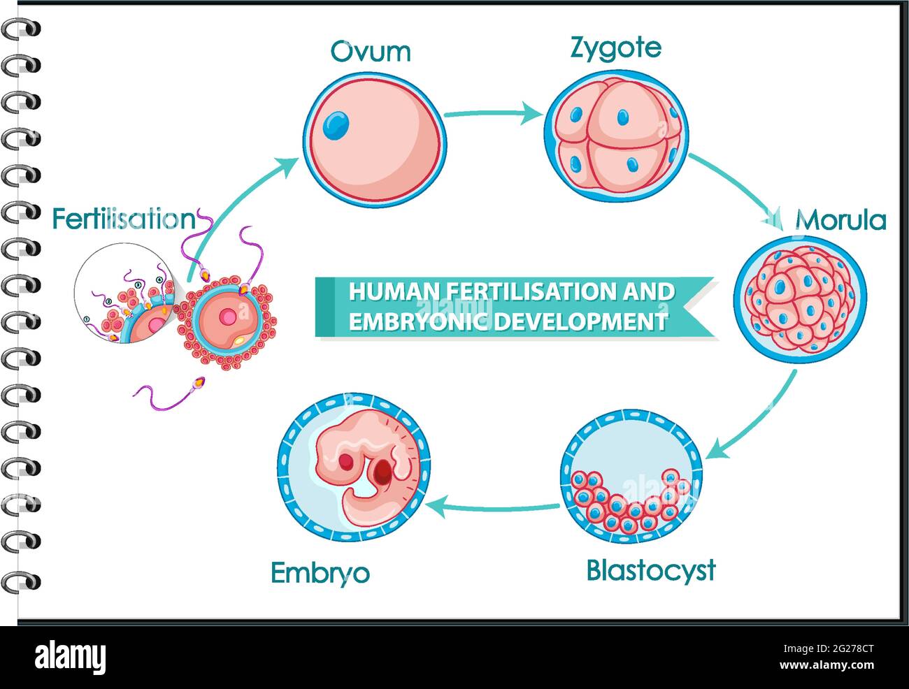 Human fertilisation and embryonic development illustration Stock Vector ...