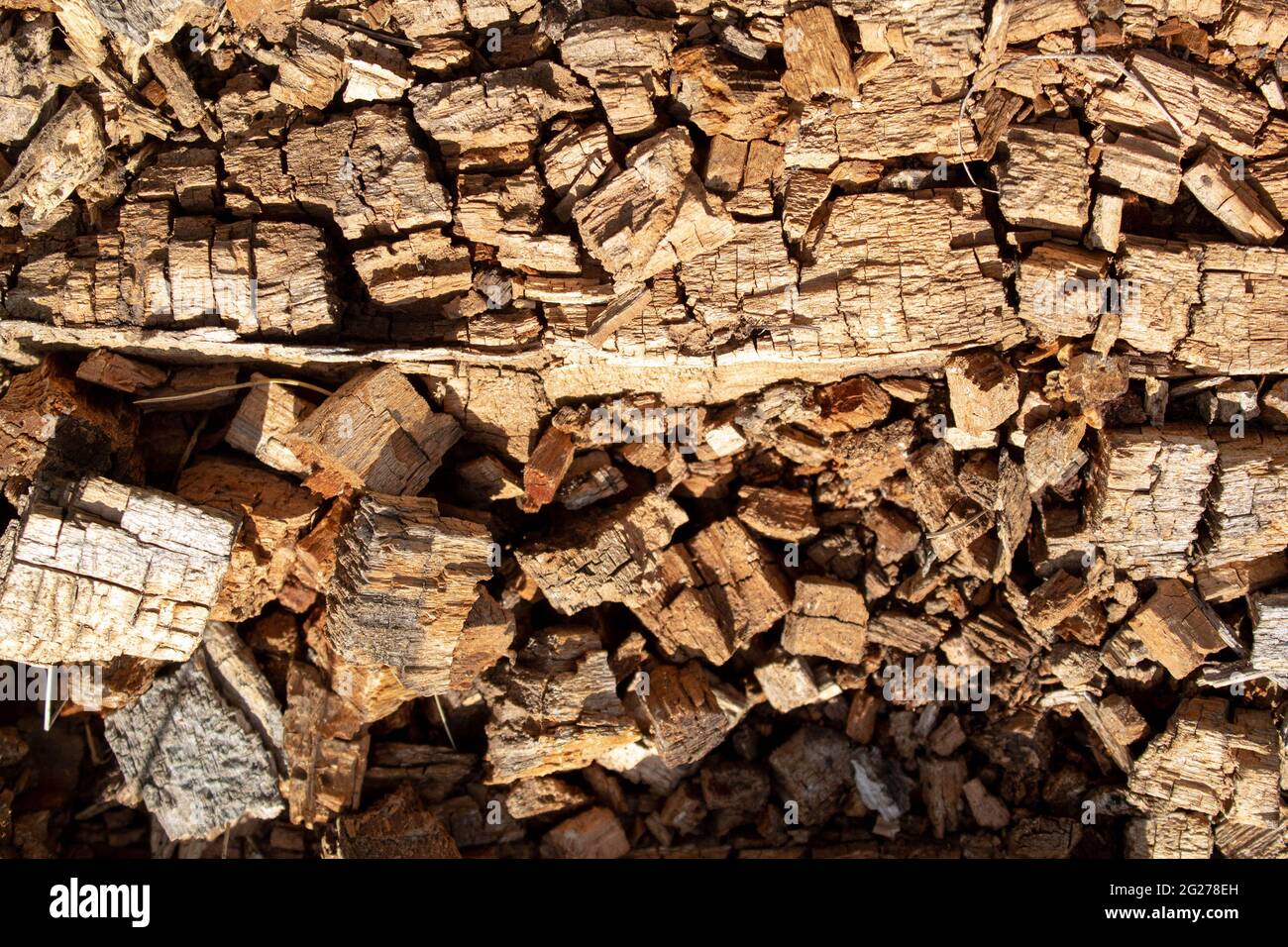 Rotten tree. Remains of a rotten tree. Scattered wood. Destroyed tree ...