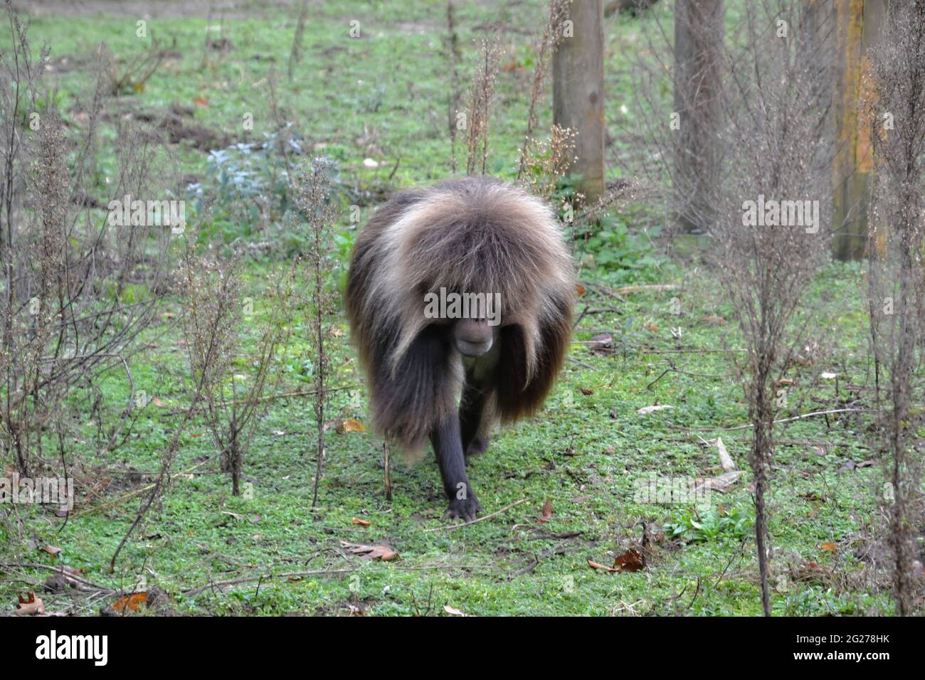 Baboon master hi-res stock photography and images - Alamy