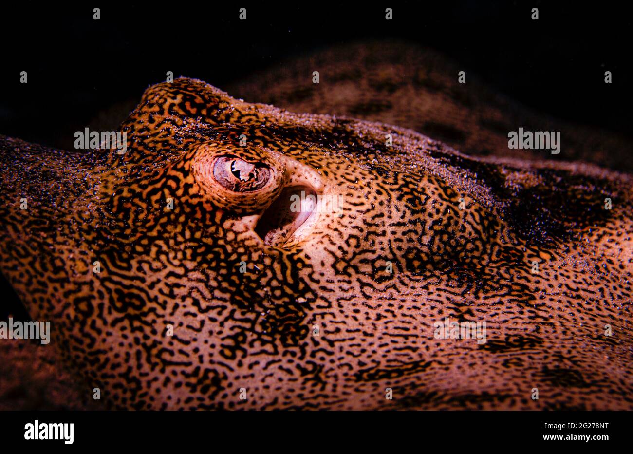 Stingray Eyes High Resolution Stock Photography and Images - Alamy