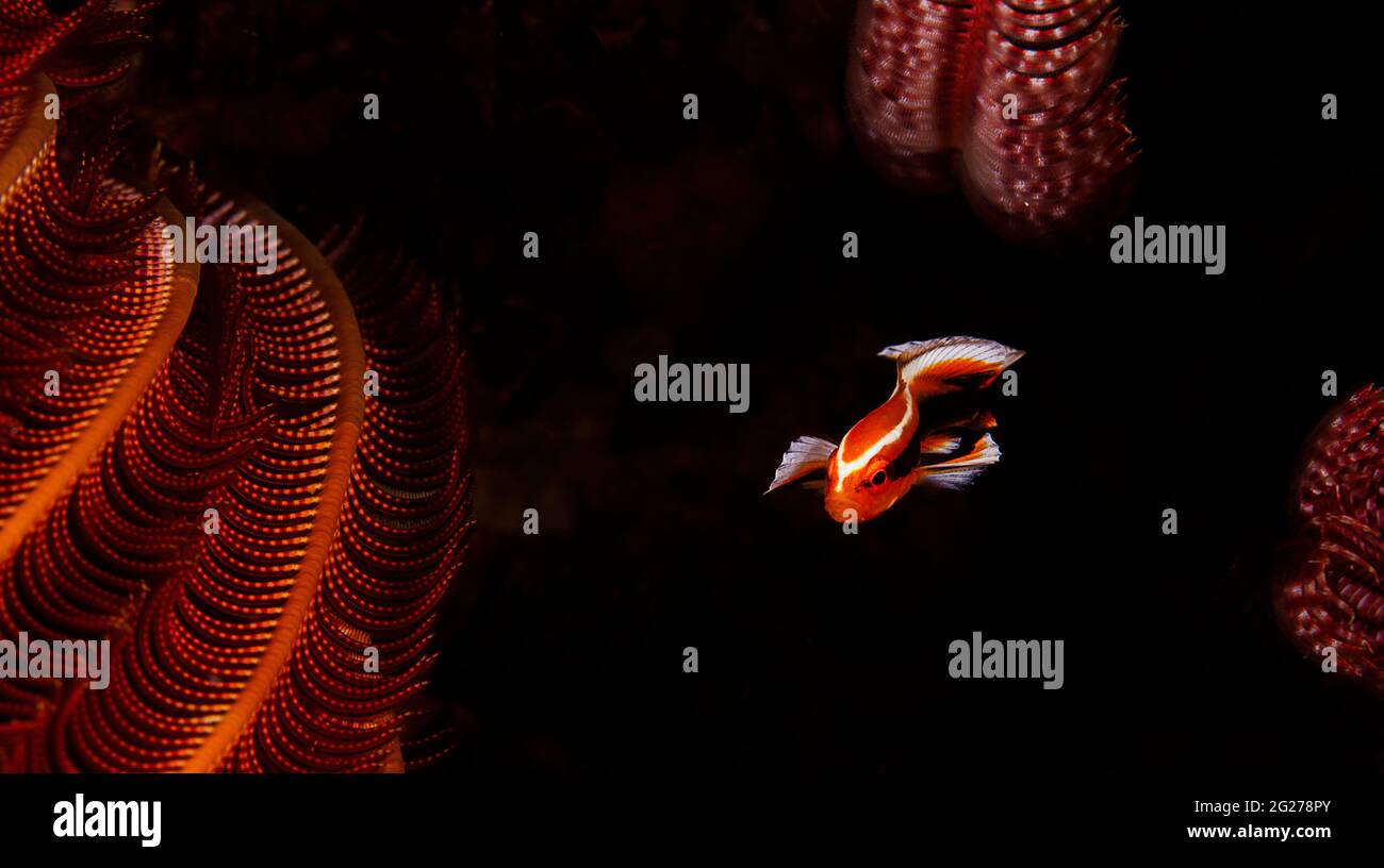 Juvenile reef fish hi-res stock photography and images - Alamy