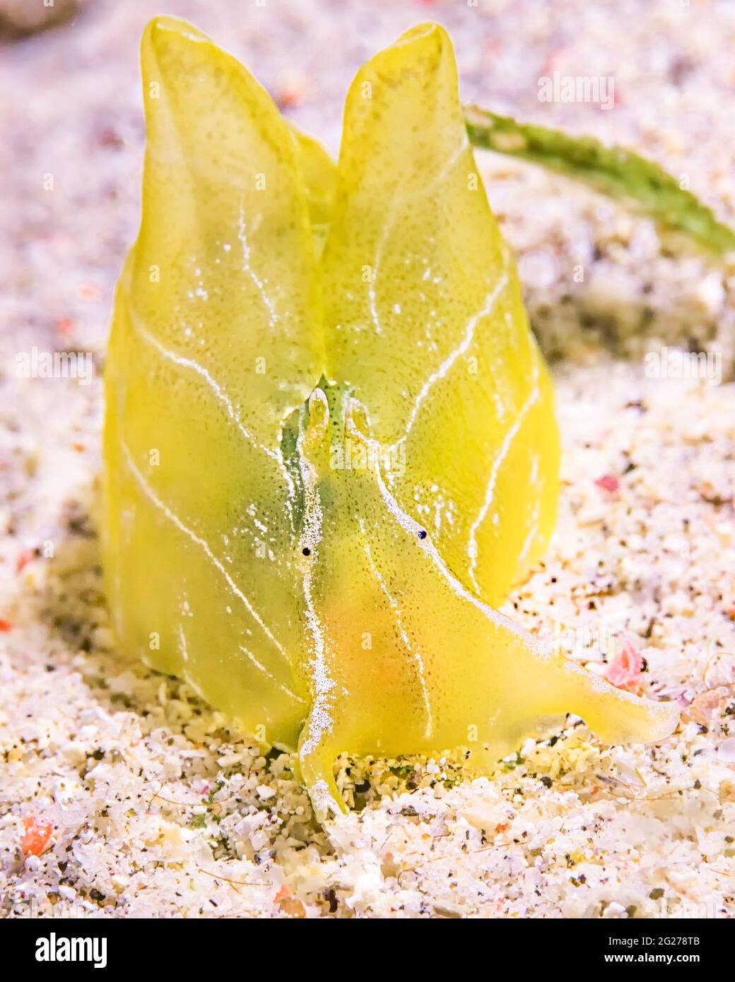 Bright yellow sea hare (Aplysia dactylomela), Komodo National Park ...
