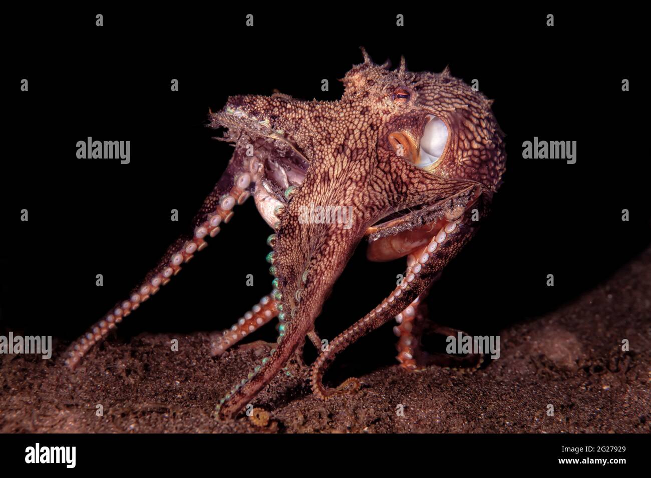 Coconut octopus (Amphioctopus marginatus), Lembeh Strait, Indonesia ...