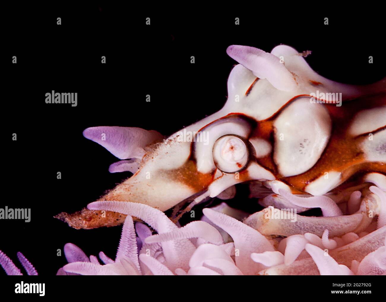 Xeno crab in the wire coral hi-res stock photography and images - Alamy