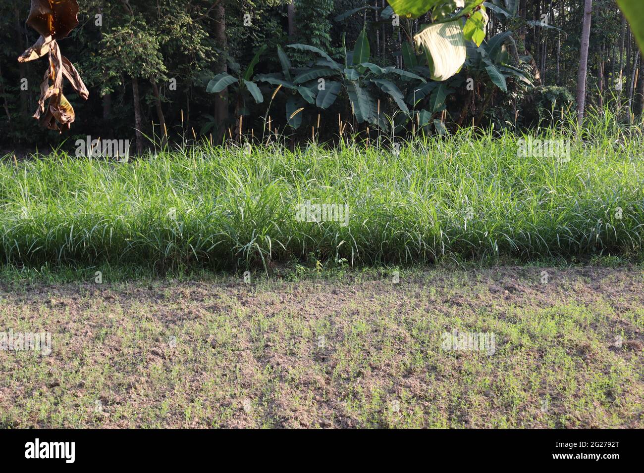 beautiful village view with nature and field Stock Photo - Alamy