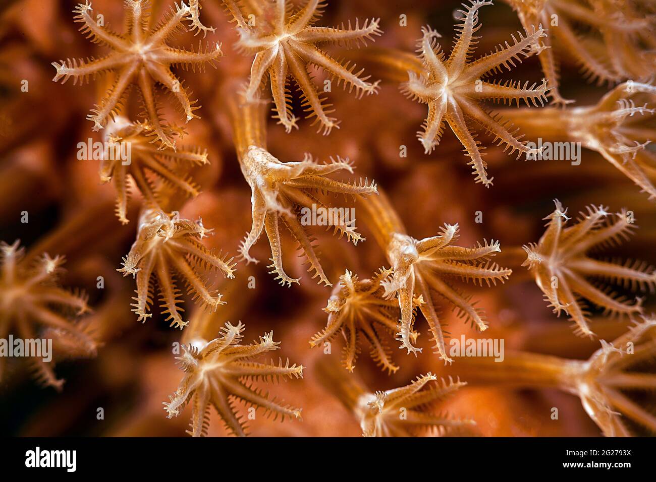 Little polyps hi-res stock photography and images - Alamy