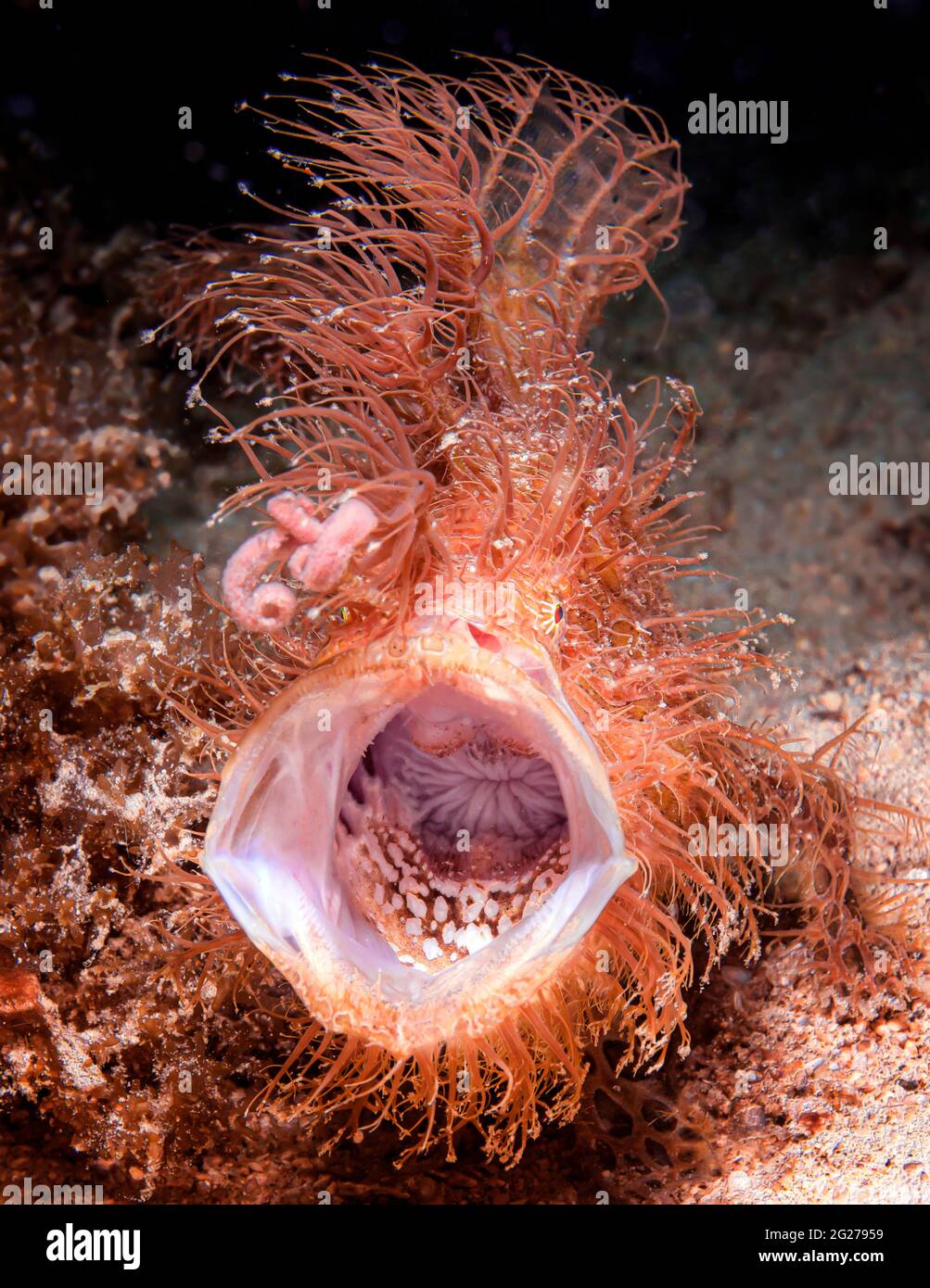 Anglerfish lure hunting hi-res stock photography and images - Alamy
