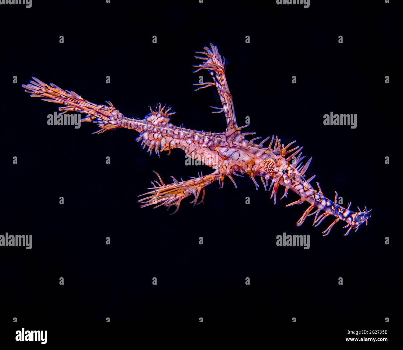 Harlequin ghost pipefish underwater photography hi-res stock ...