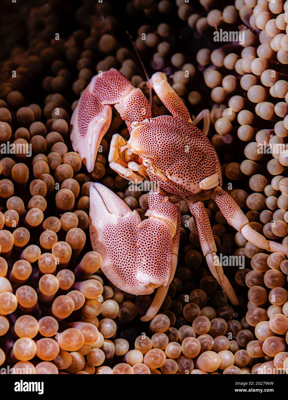 Spotted anemone crabs hi-res stock photography and images - Alamy