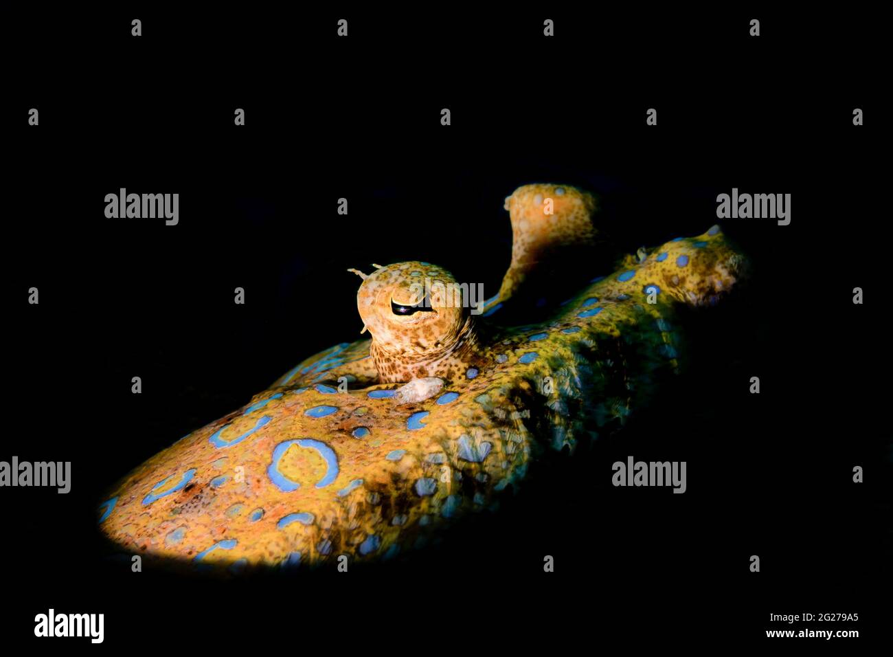 A peacock flounder (Bothus mancus) displaying its colors and unique eye ...