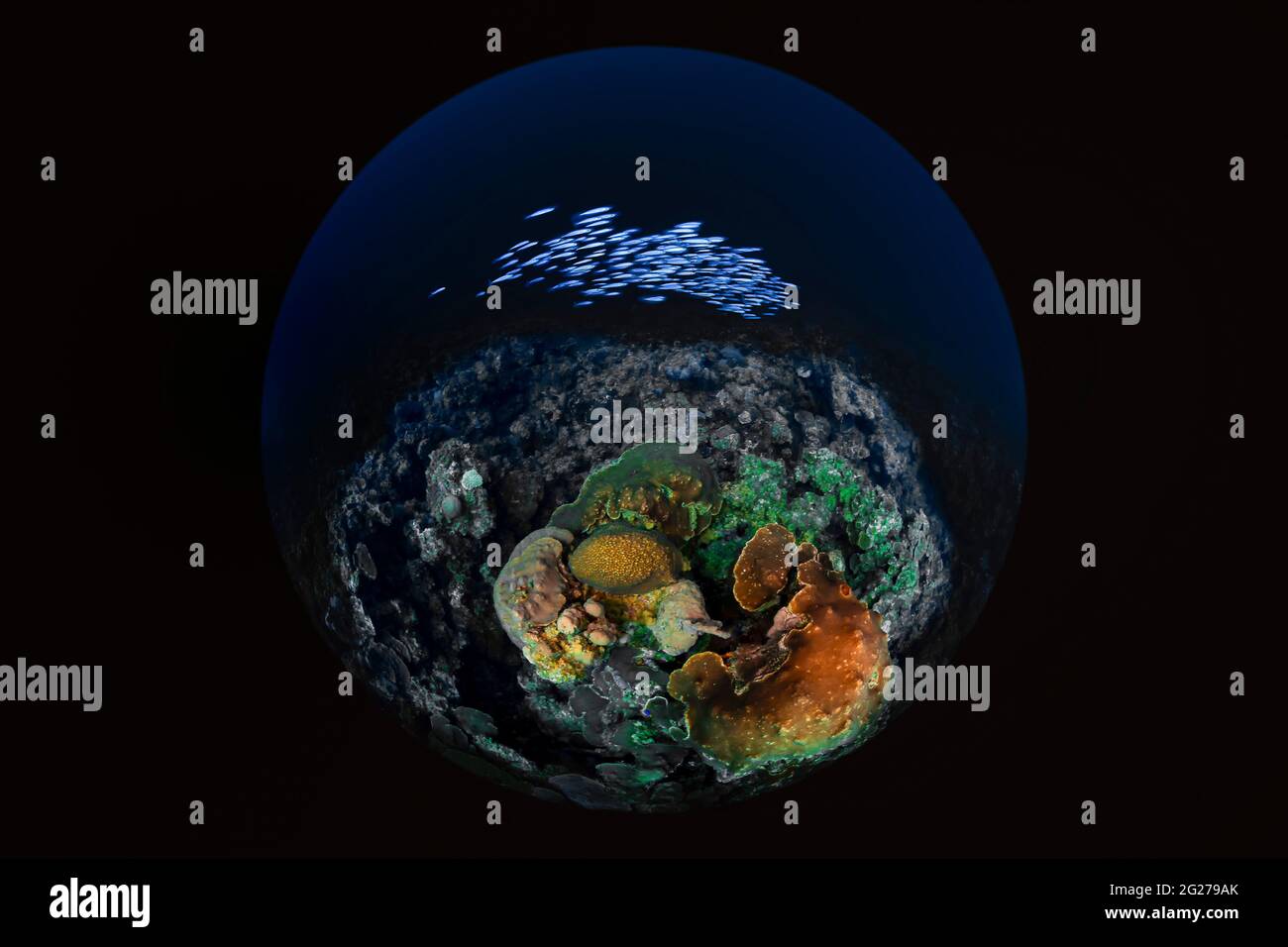 A small school of boga fish swimming over the top of a coral reef in ...