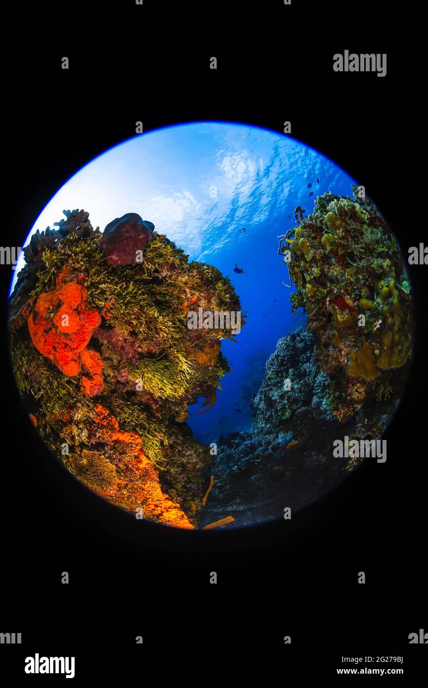Coral reef structure hi-res stock photography and images - Alamy