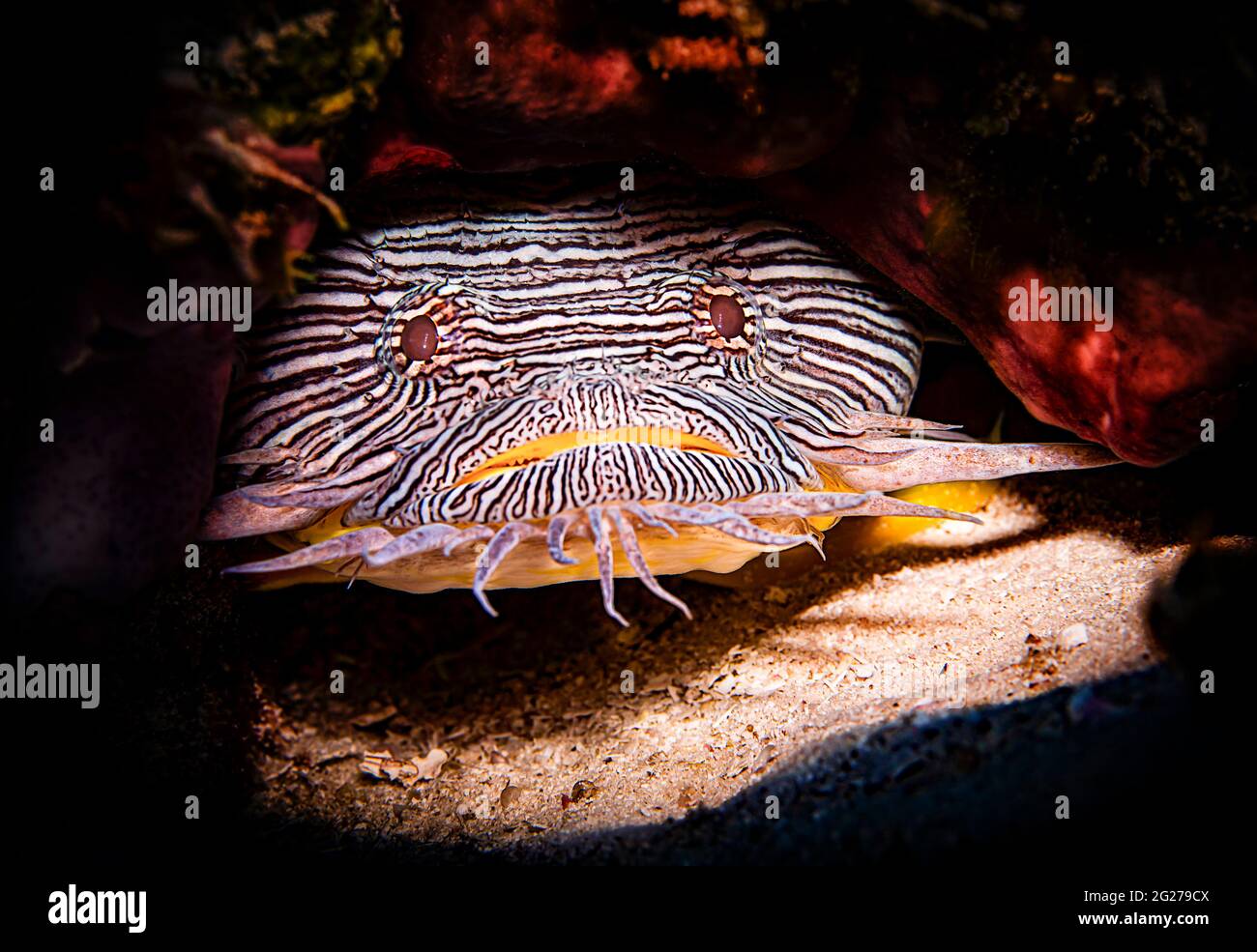 Splendid toadfish (Sanopus splendidus) sits under coral, Cozumel ...