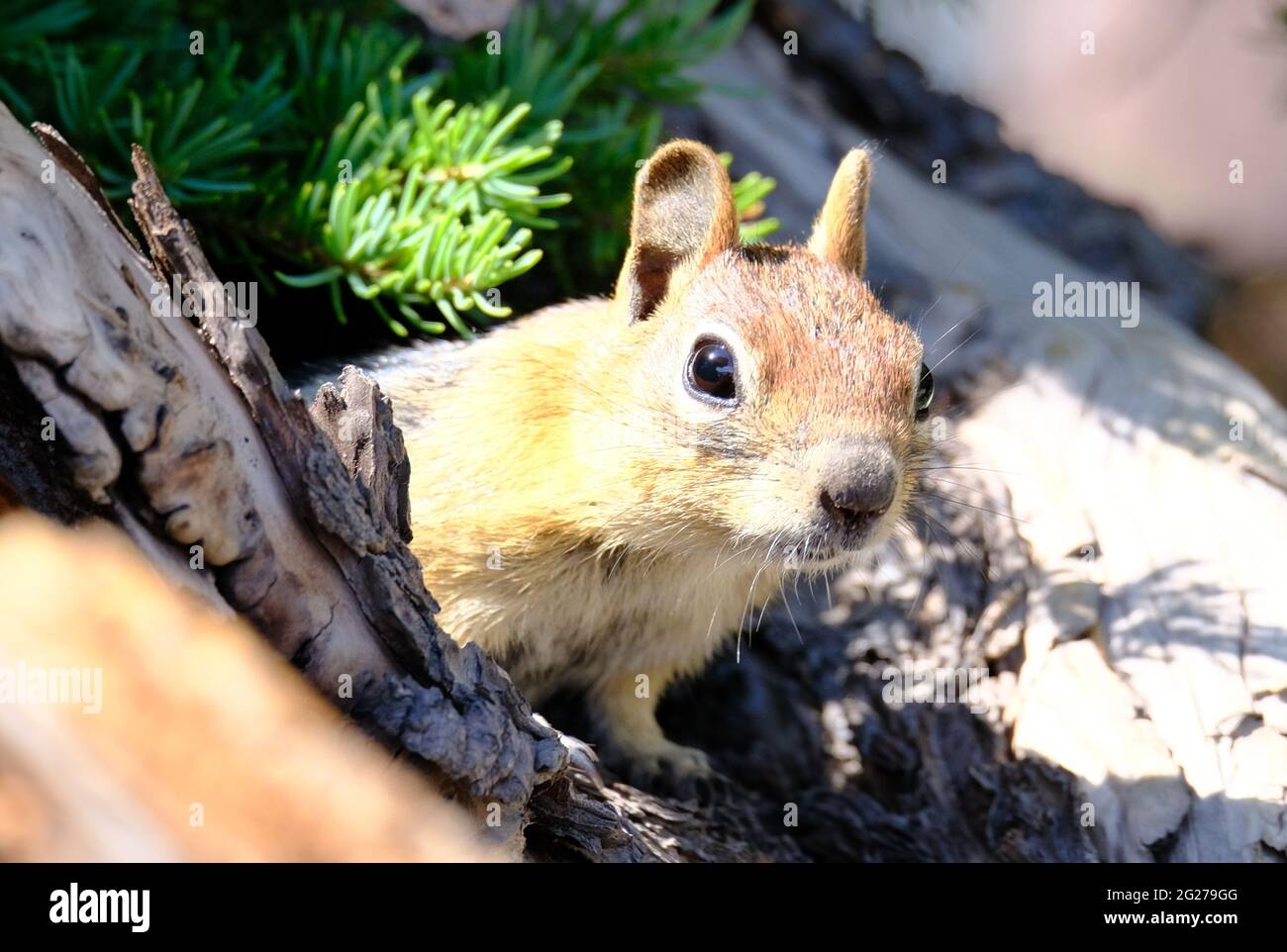 Striped chipmunk hi-res stock photography and images - Alamy