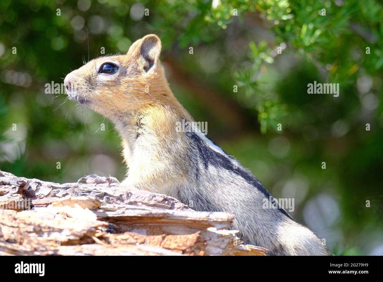 Chipmunk at the lake hi-res stock photography and images - Alamy