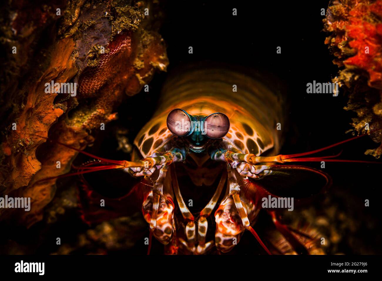 Mantis shrimp sulawesi indonesia hi-res stock photography and images ...