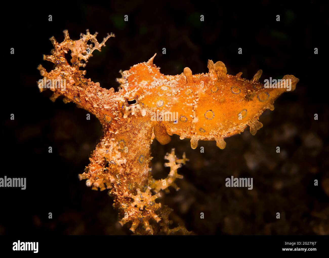 Octopoda sulawesi blue ringed octopus hi-res stock photography and ...