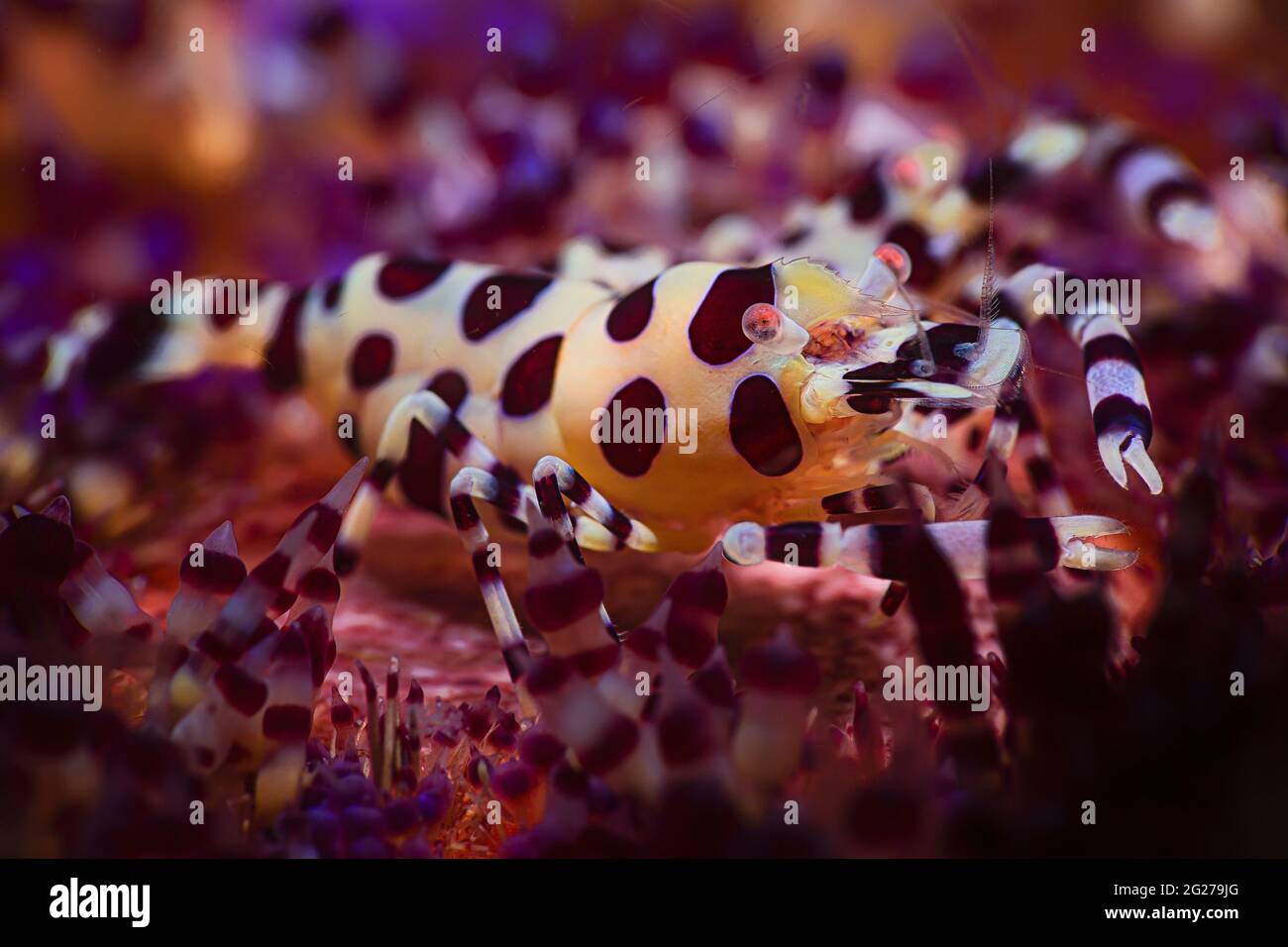 Coleman shrimp on fire urchin hi-res stock photography and images - Alamy