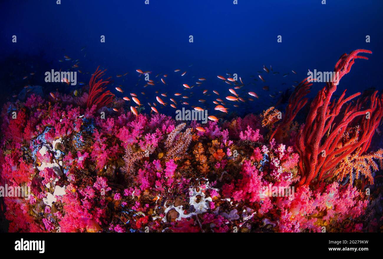 Coral reef habitat in philippines hi-res stock photography and images ...