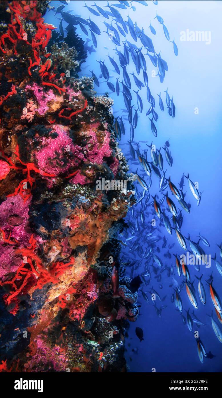 School of rainbow runner hi-res stock photography and images - Alamy