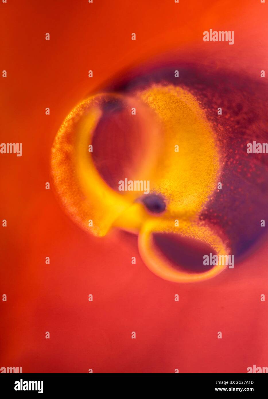 Abstract purple and yellow tunicate created using reverse ring macro ...