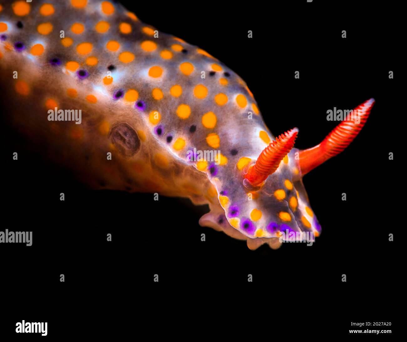 Hypselodoris infucata hi-res stock photography and images - Alamy