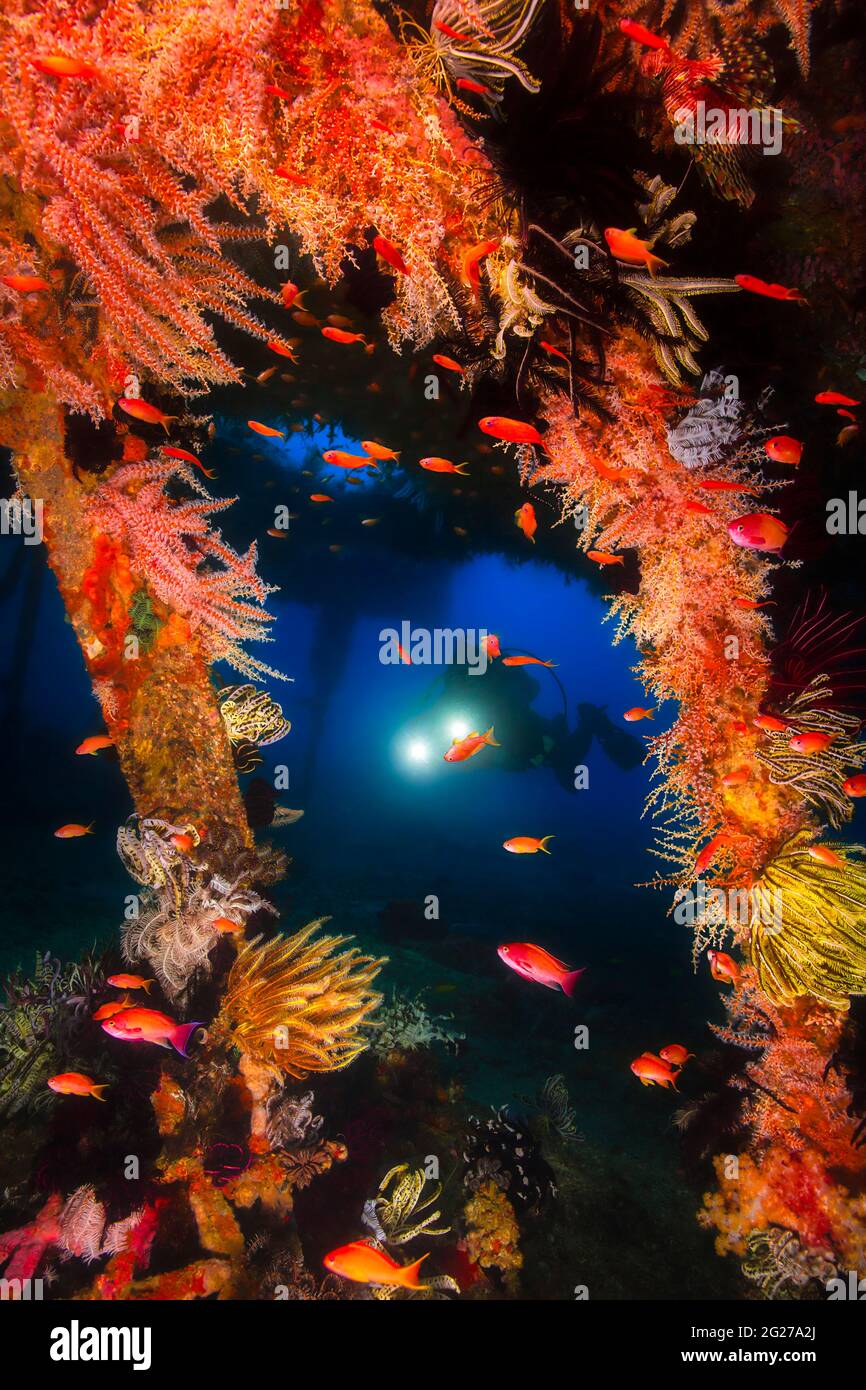 Coral reef underwater structure hi-res stock photography and images - Alamy